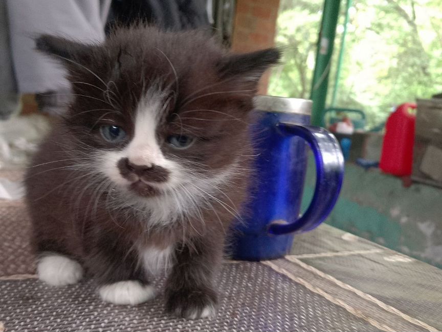 Котята в добрые руки 5р