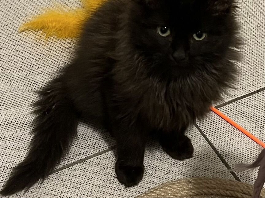 Спасенный котенок