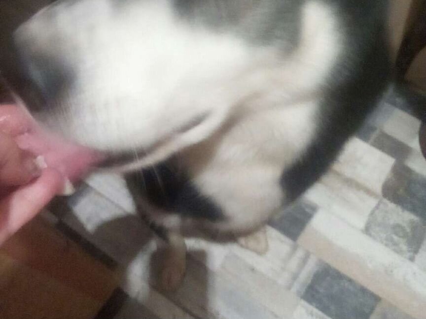 Добрейший, умняшка, жаль расстоваться но