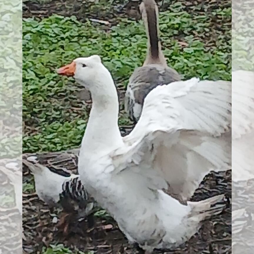 Гуси домашние