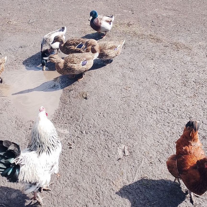 Подсадные утки для охоты