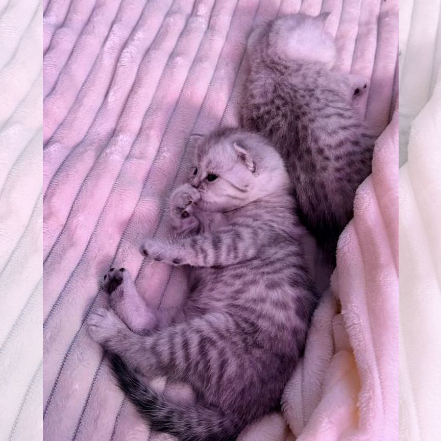 Шотландский вислоухий короткошёрстный котёнок