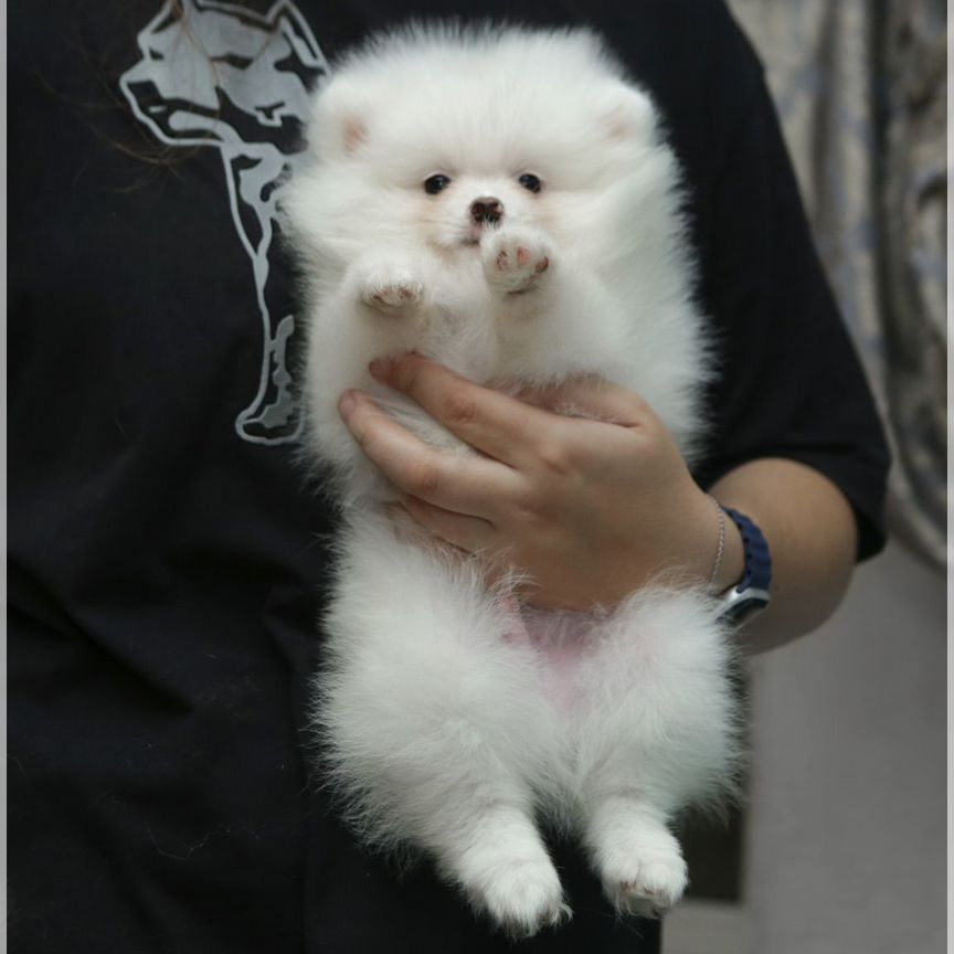 Белый померанский мини мальчик