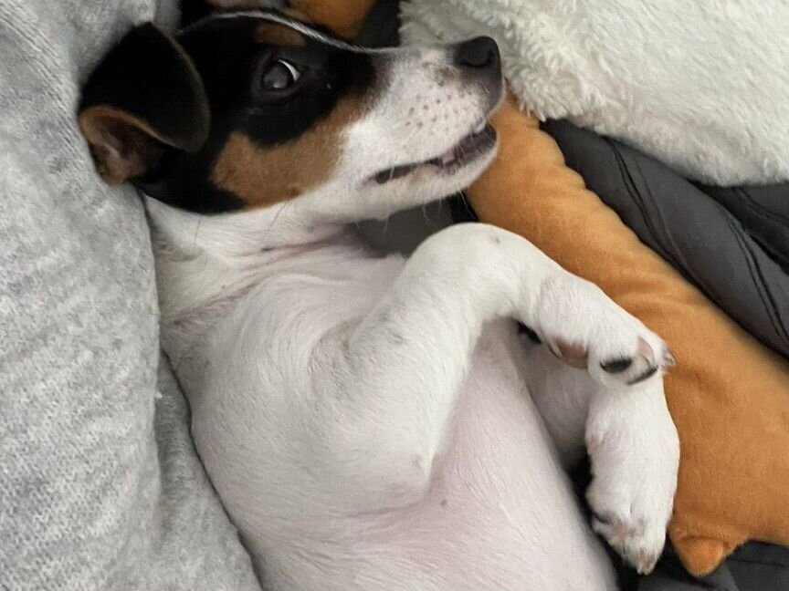 Собаки щенки маленькой породы