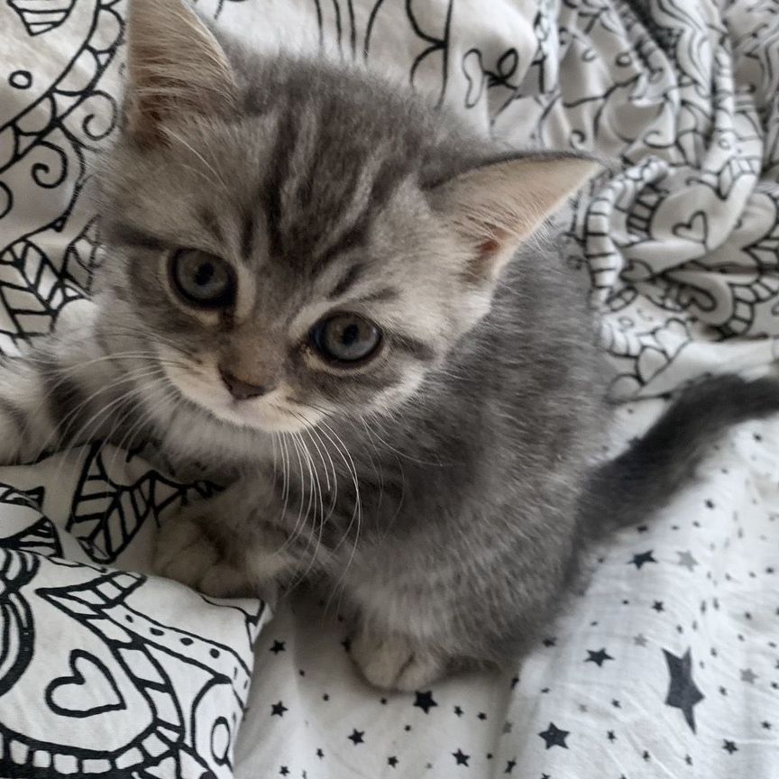 Шотландский вислоухий короткошёрстный котёнок