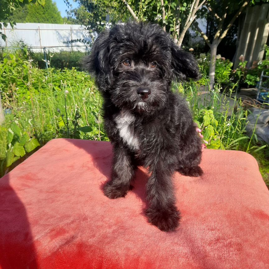 Щенки мальтипу