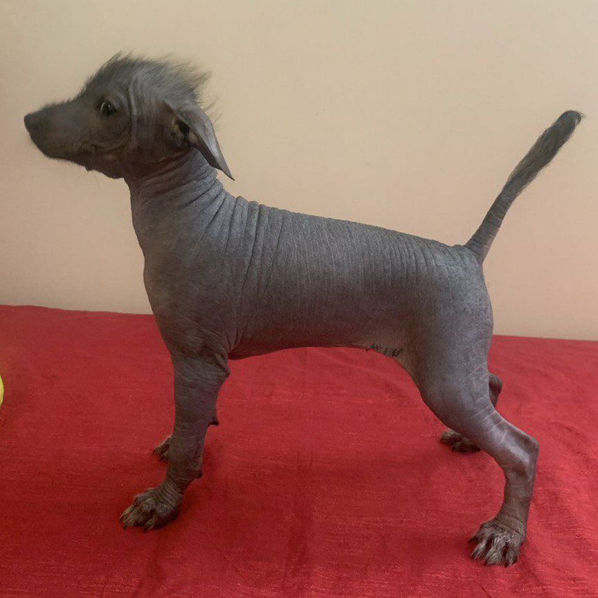 Мексиканская голая собака, щенок