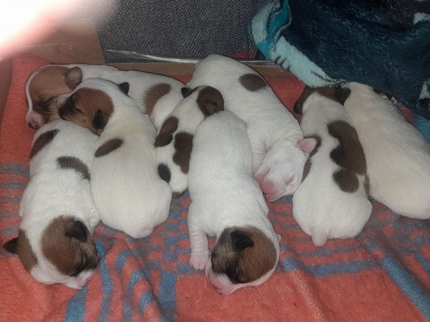 Щенки джек Рассел терьер