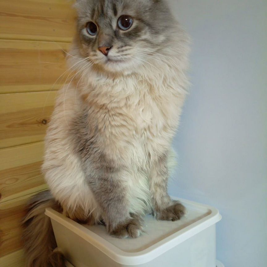 Прелесный котик в добрые руки