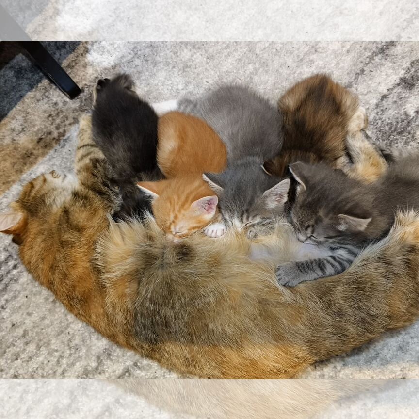 Котёнок в добрые руки