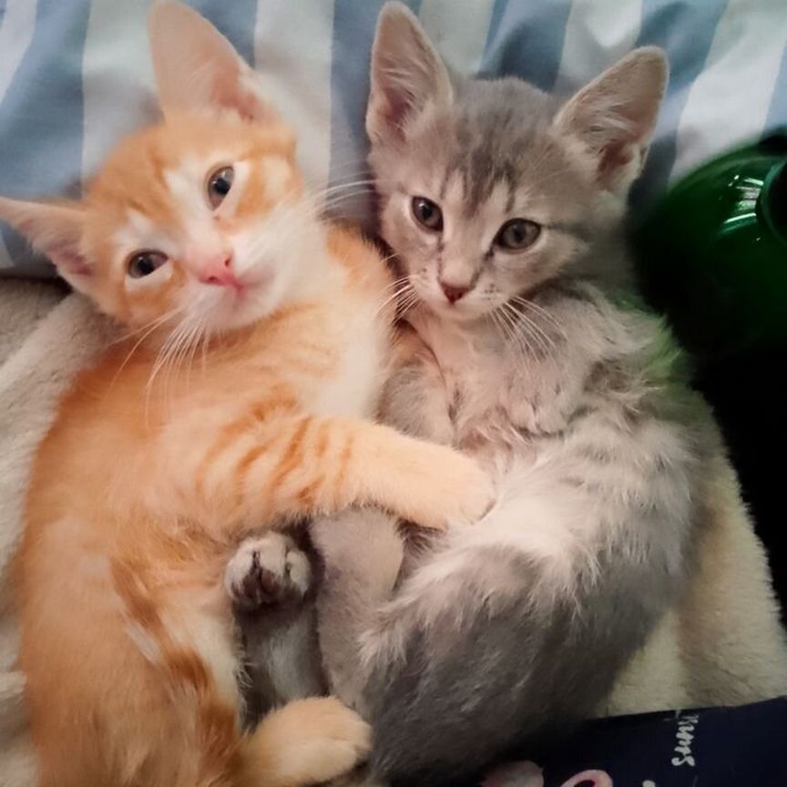 Котята в добрые руки мальчик рыжий девочка серая
