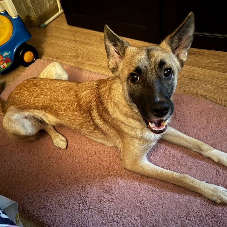 Взрослый пёс в добрые руки