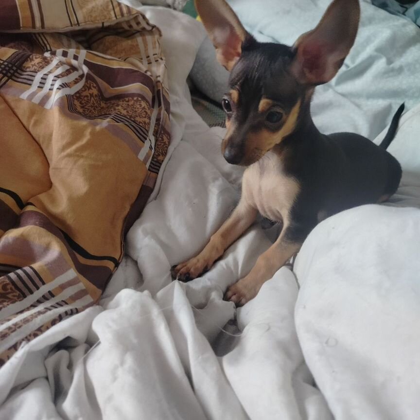 Русский той-терьер, щенок