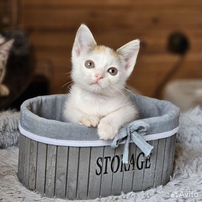 Котёнок Алёнка 2 мес.Прививка+паспорт. Привезём