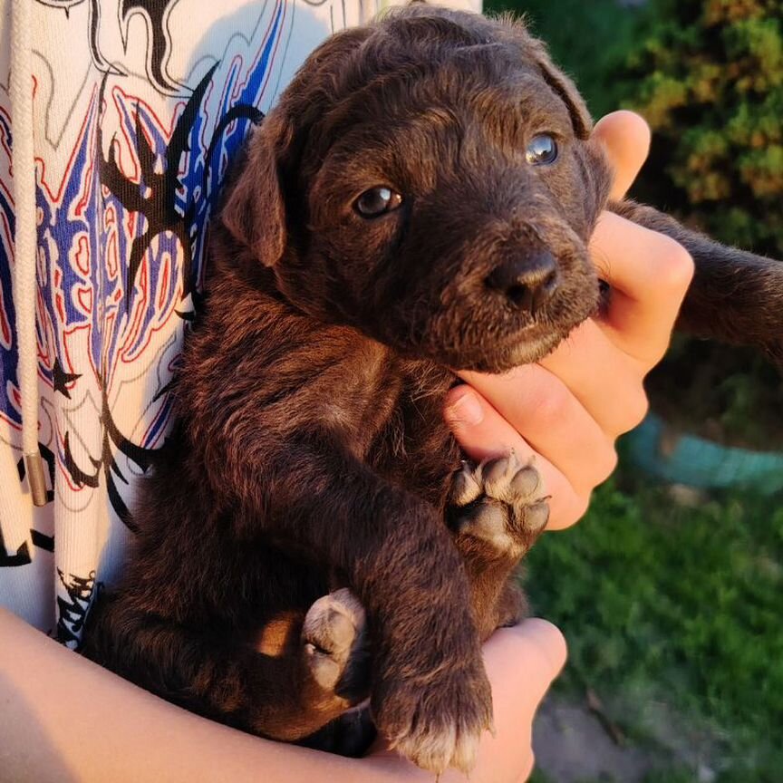 Лайка, щенок