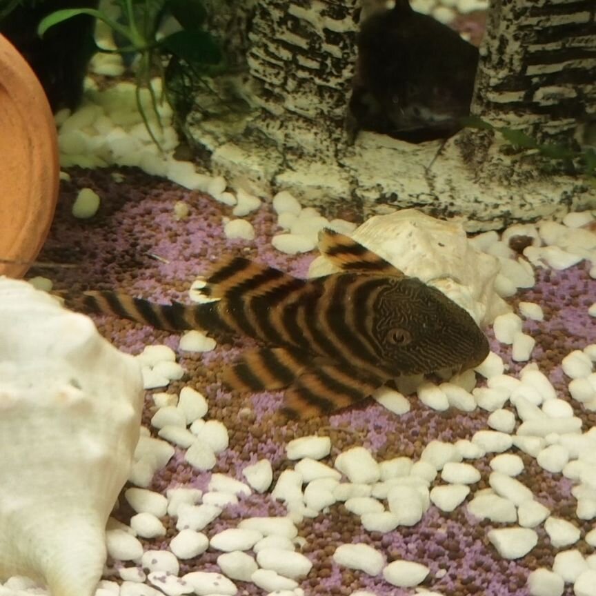 Сом красная зебра L397