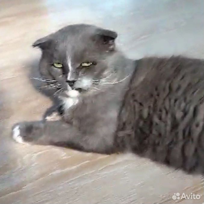Котик потрепанный жизнью на улице ищет дом