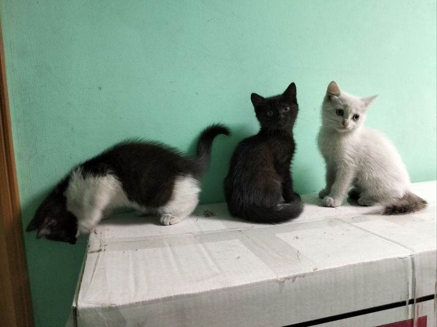 Котята