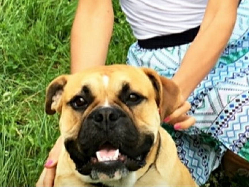 Кобель боксер на вязку