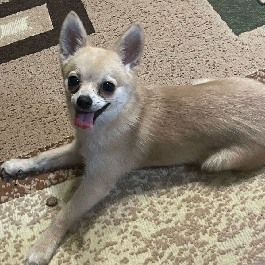 Чихуахуа, щенок