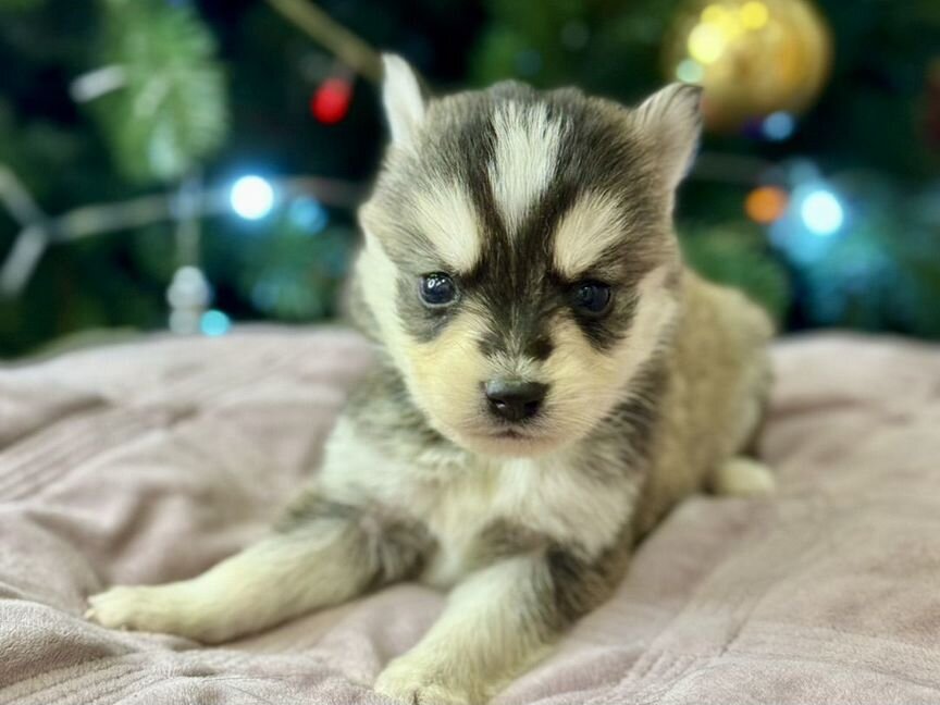 Игрушечный помски