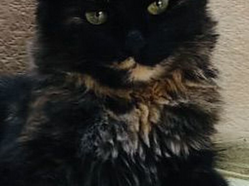 Кошка