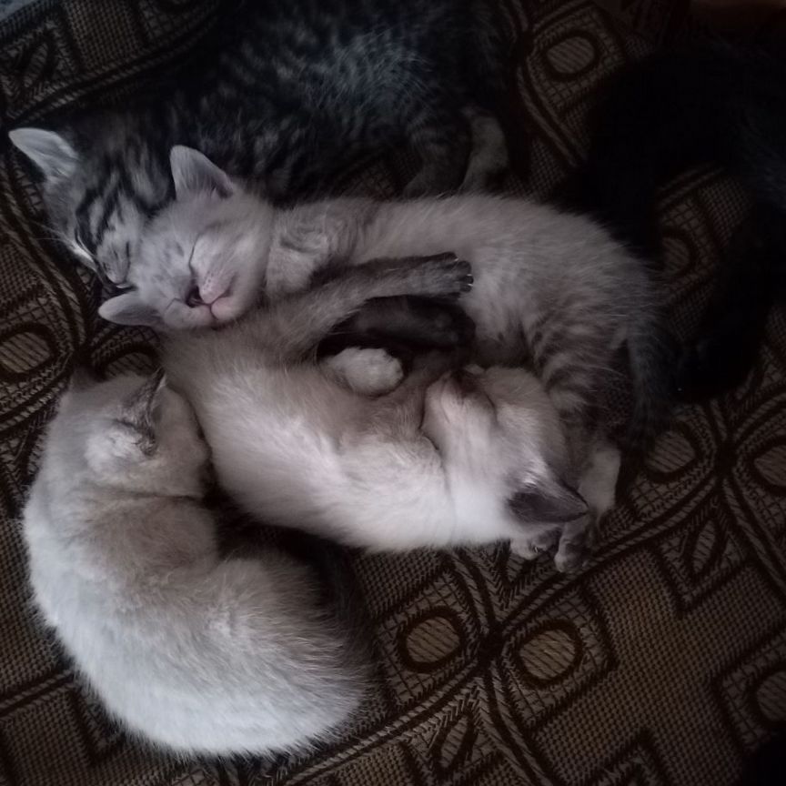 Котята в добрые руки бесплатно