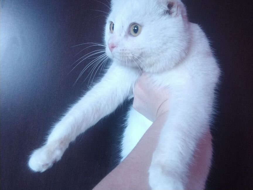 Шотландский кот вязка фолд
