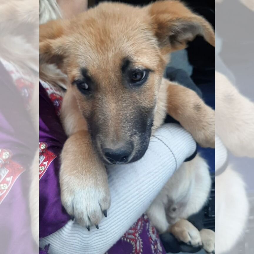 Щенок в добрые руки