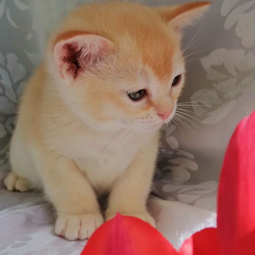Бурманские котята