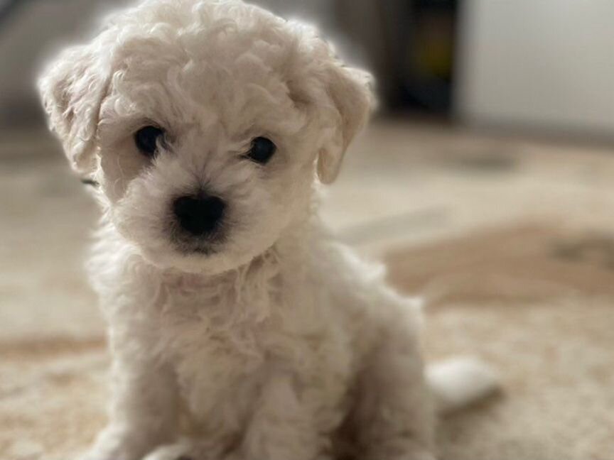 Щенки бишон фризе