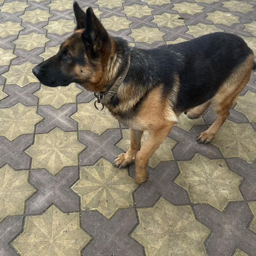 Щенки немецкой овчарки