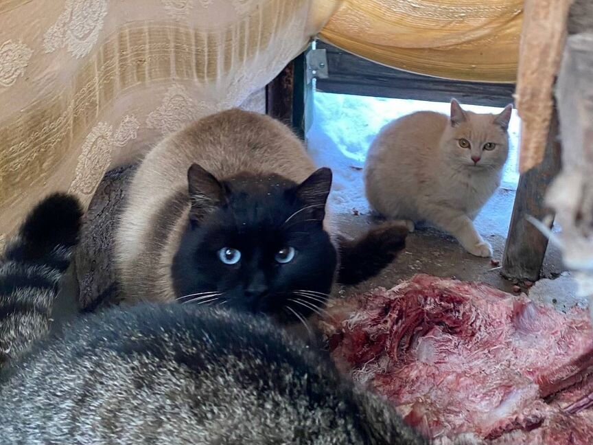 Много кошек в СНТ бесплатно