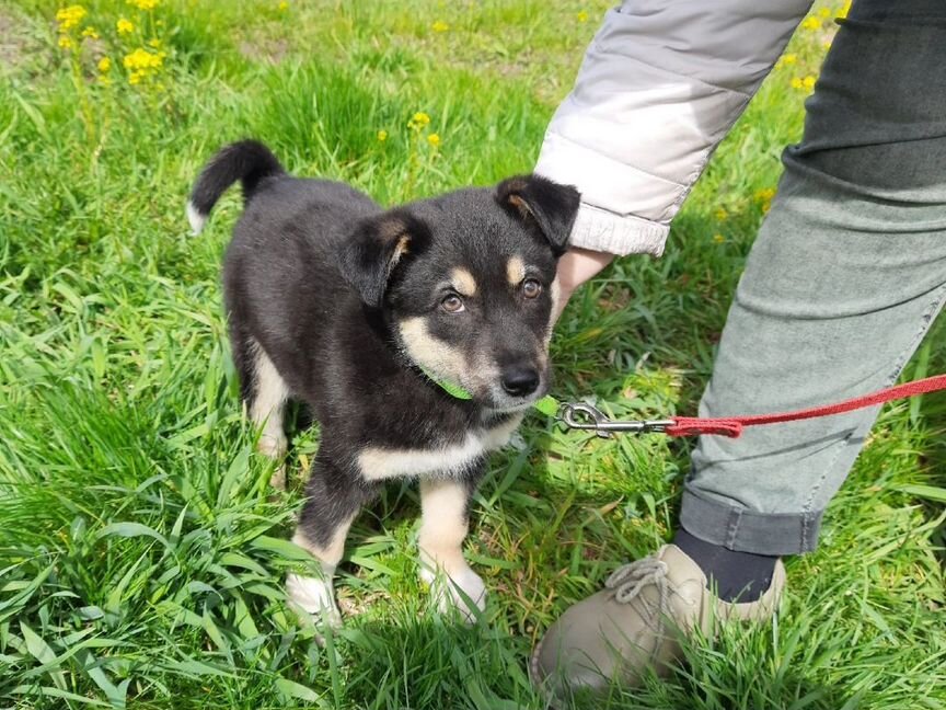 Домашний щенок из приюте