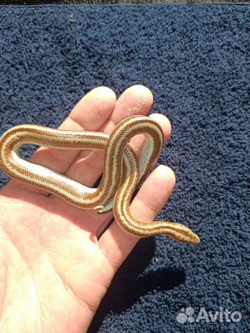 Калифорнийский удав или Розовый удав