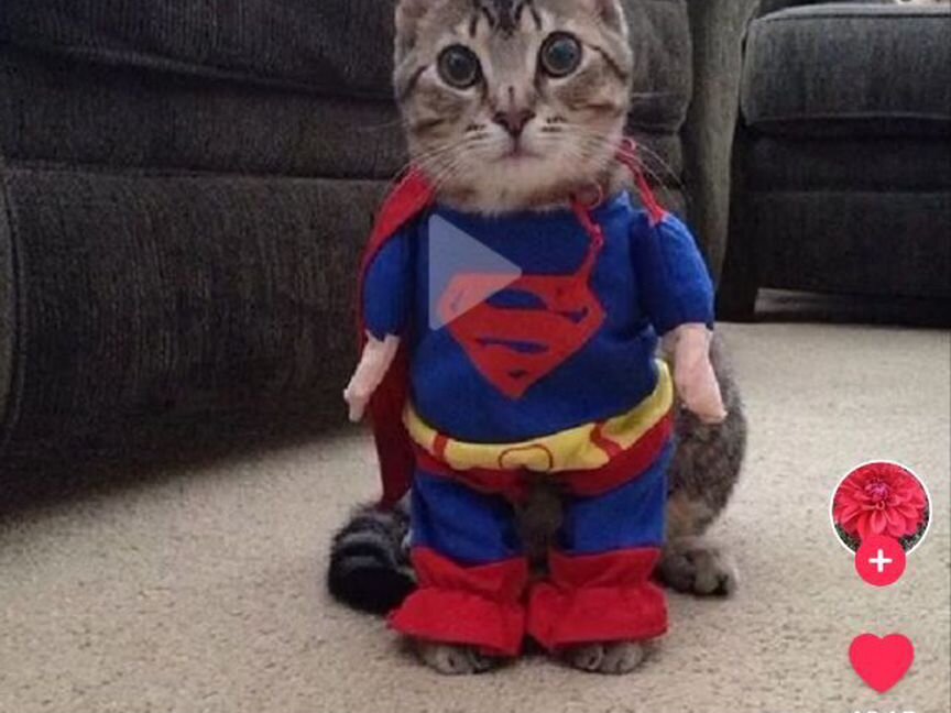 Котёнок Вася