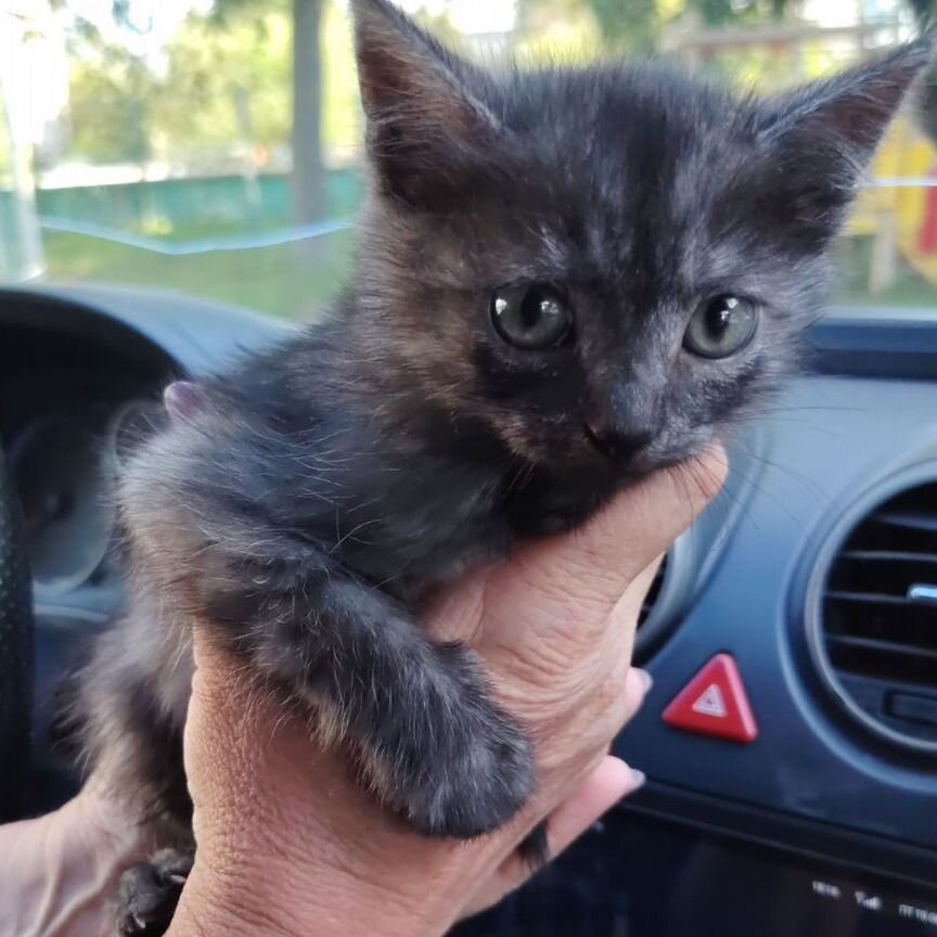 Котёнок в добрые руки
