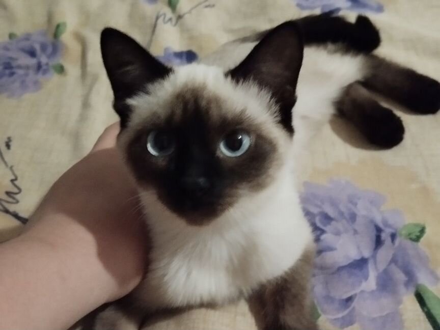 Кошка в дар бесплатно