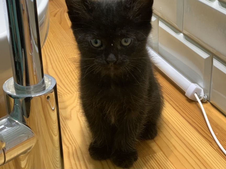 Котята в добрые руки