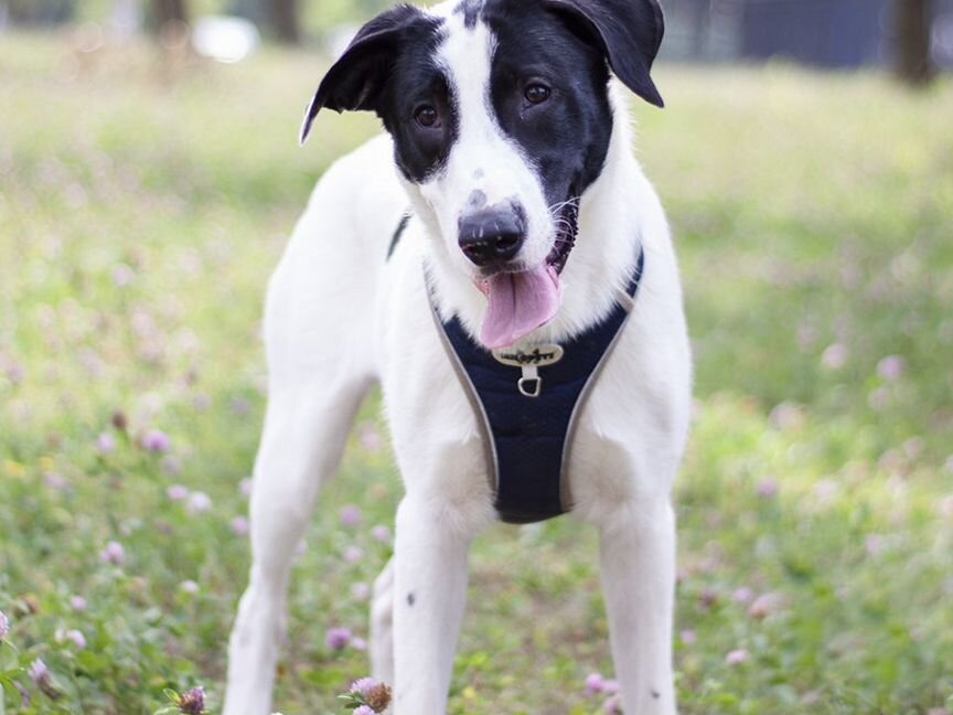 Собака в добрые руки из приюта