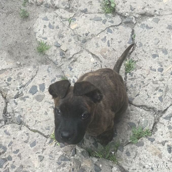 Щенки канарский дог