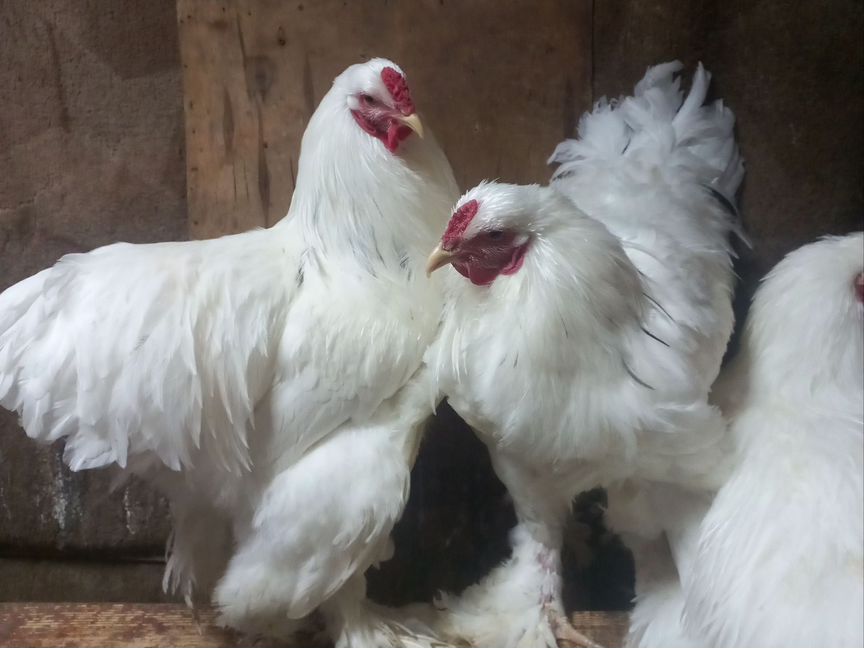 Петушки брама