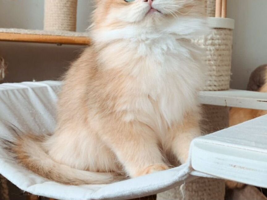 Котик в золотой шубке