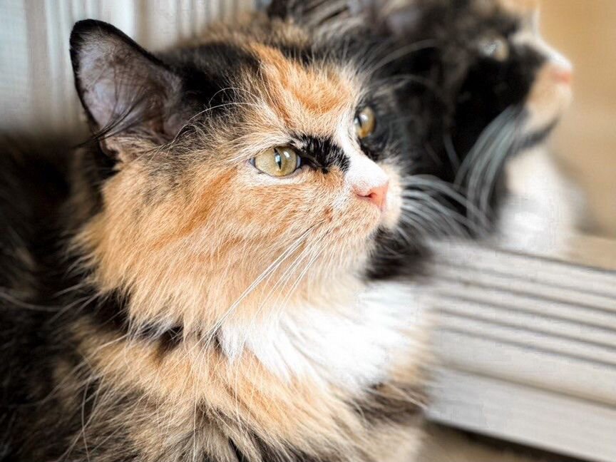 Кошечка трехцветка