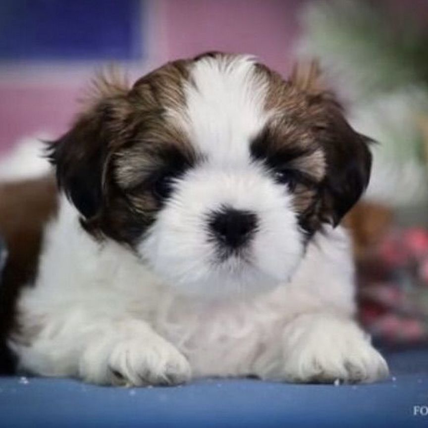 Щенки ши-тцу