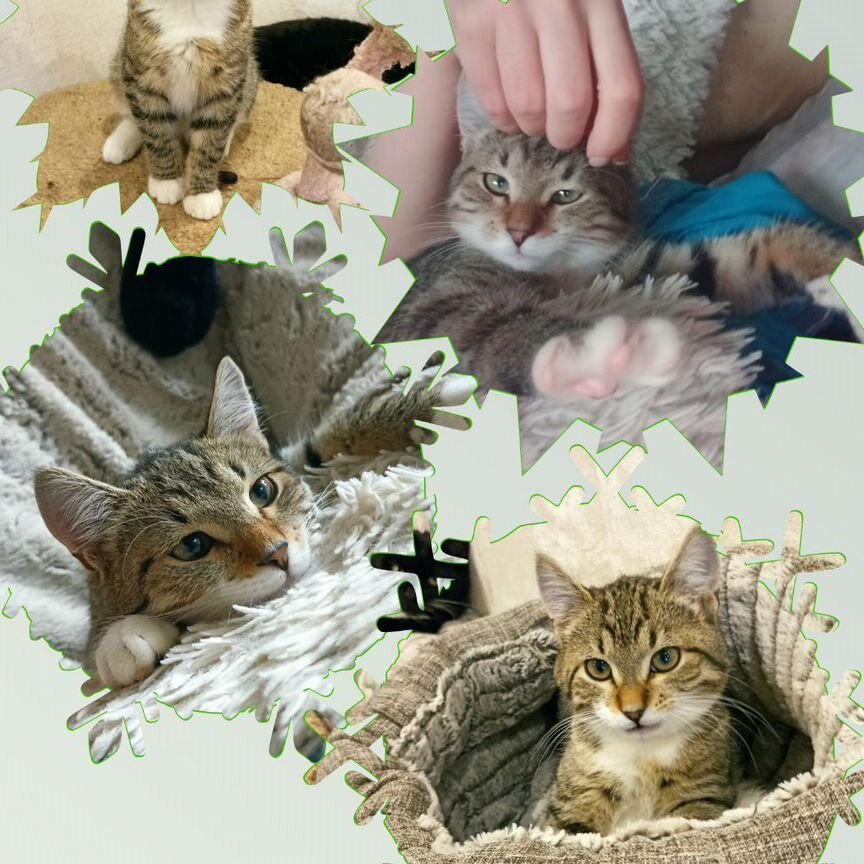 Котёнок в добрые руки