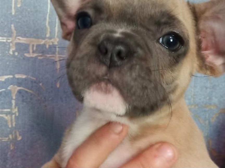 Щенки французского бульдога