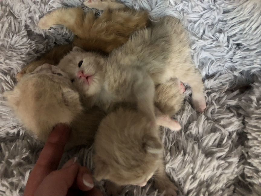 Курильский бобтейл котята