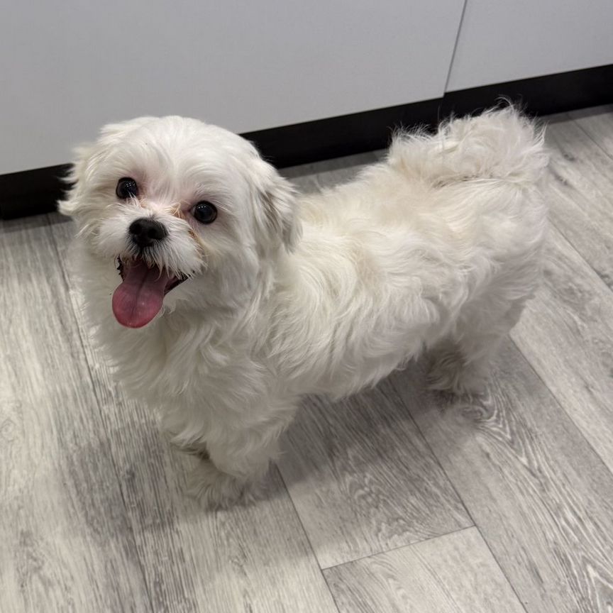 Мальтийская болонка, взрослый пёс