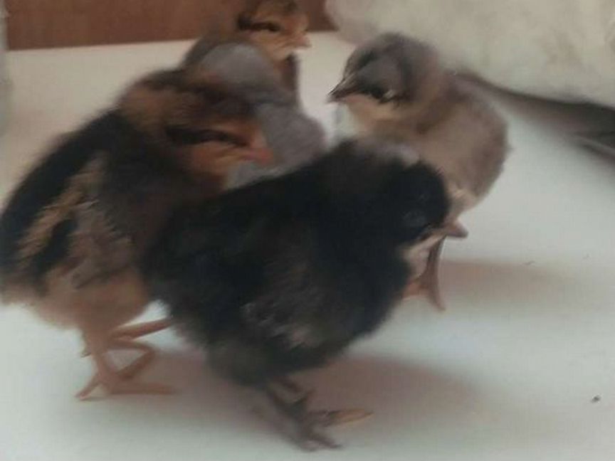 Цыплята Несушки Доминант и Ломан Браун